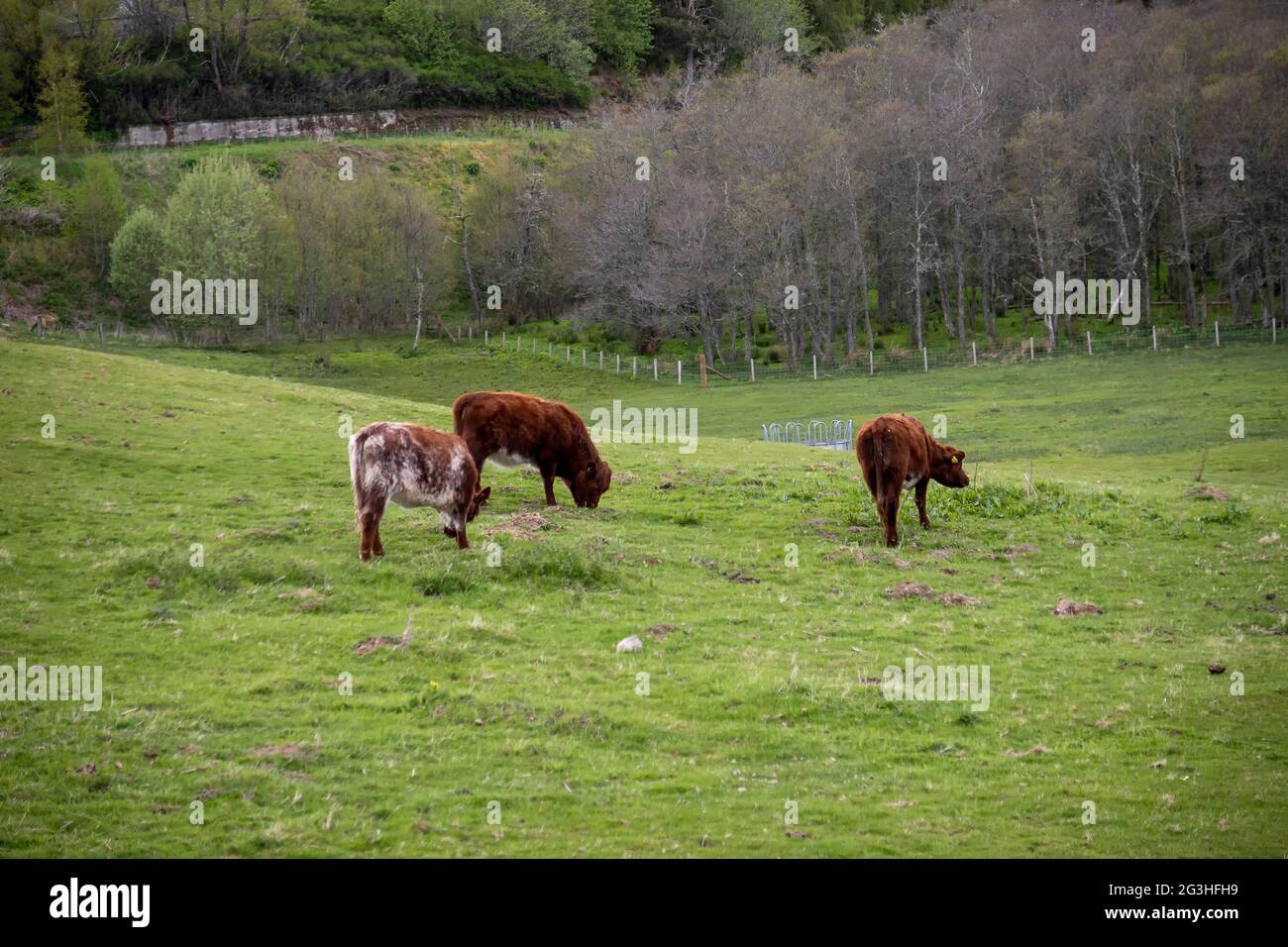 Cattle grazing in the Scottish Highlands, UK Stock Photo - Alamy