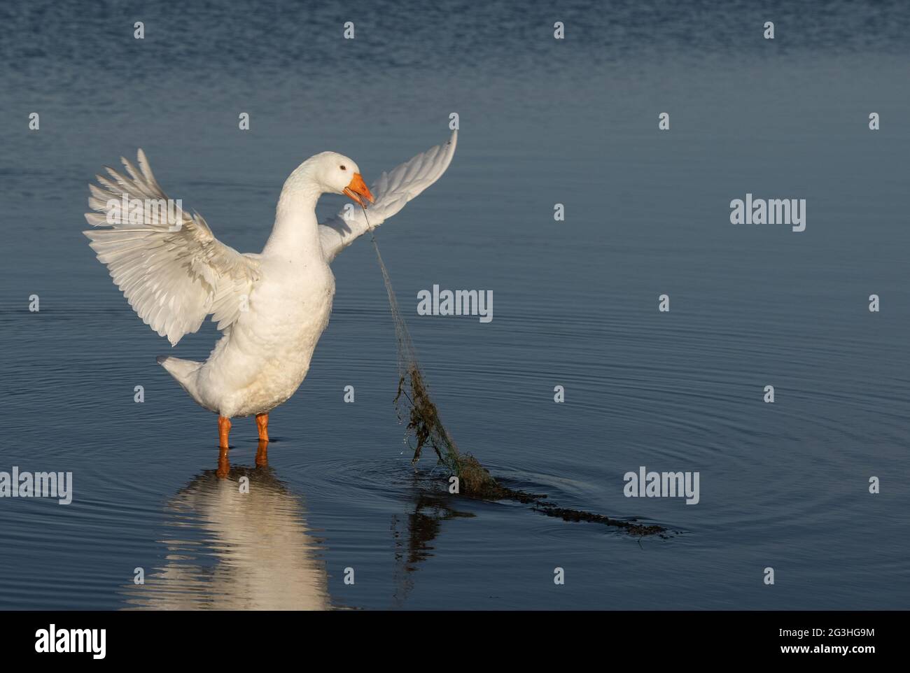 Trap geese hi-res stock photography and images - Alamy
