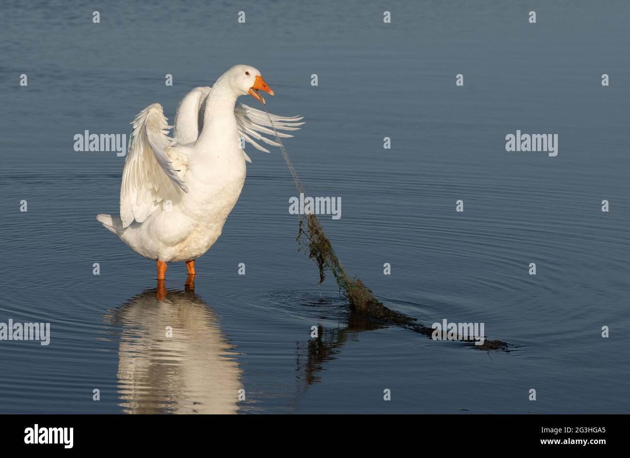 Trap geese hi-res stock photography and images - Alamy
