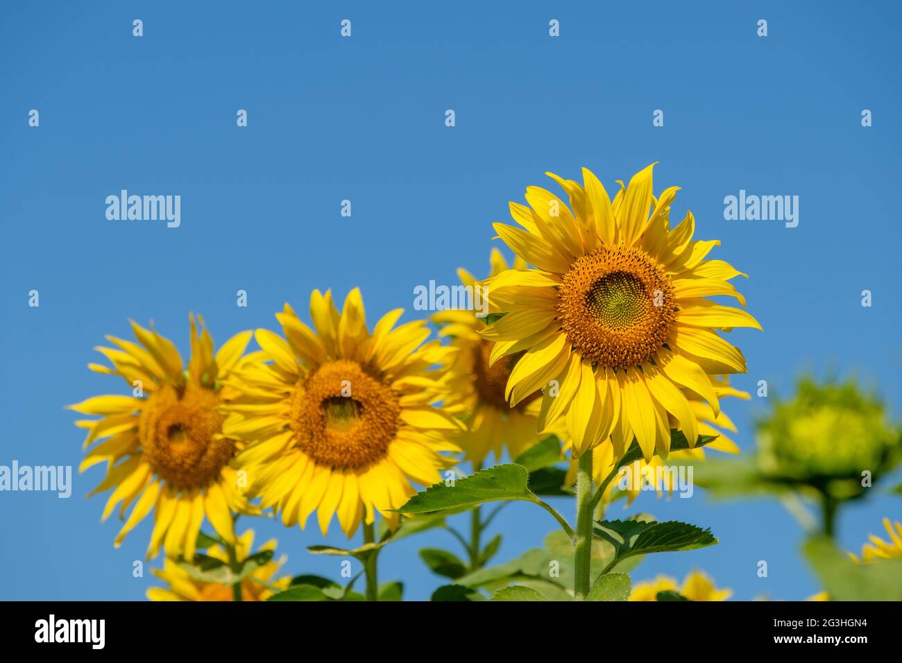Selective focused on the blooming sunflowers row under the clear blue ...