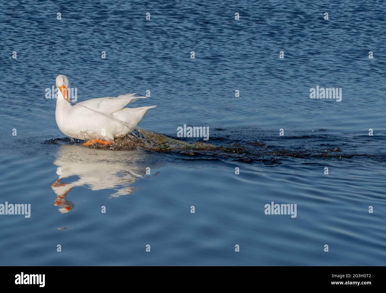 Trap geese hi-res stock photography and images - Alamy