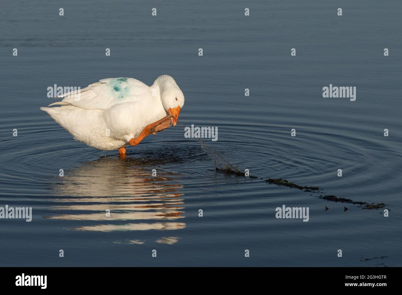 Trap geese hi-res stock photography and images - Alamy