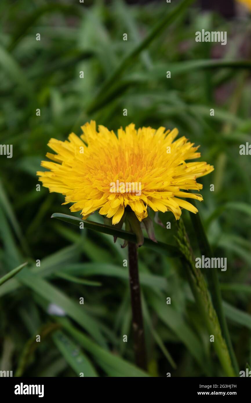 Dandelion root herb common hi-res stock photography and images - Alamy