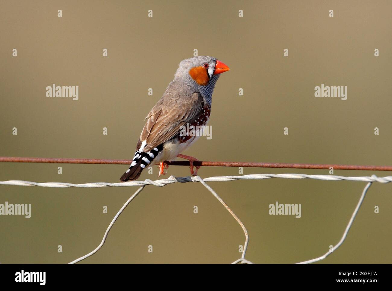 Australian Zebra Finch (Taeniopygia castanotis) male perched on wire ...