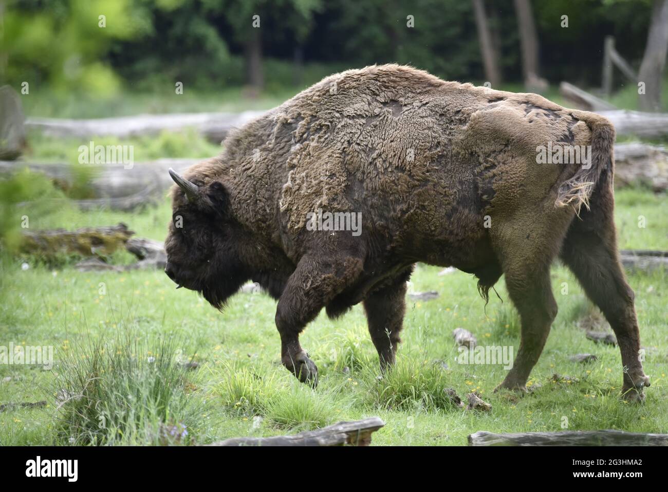 Bison birds hi-res stock photography and images - Alamy