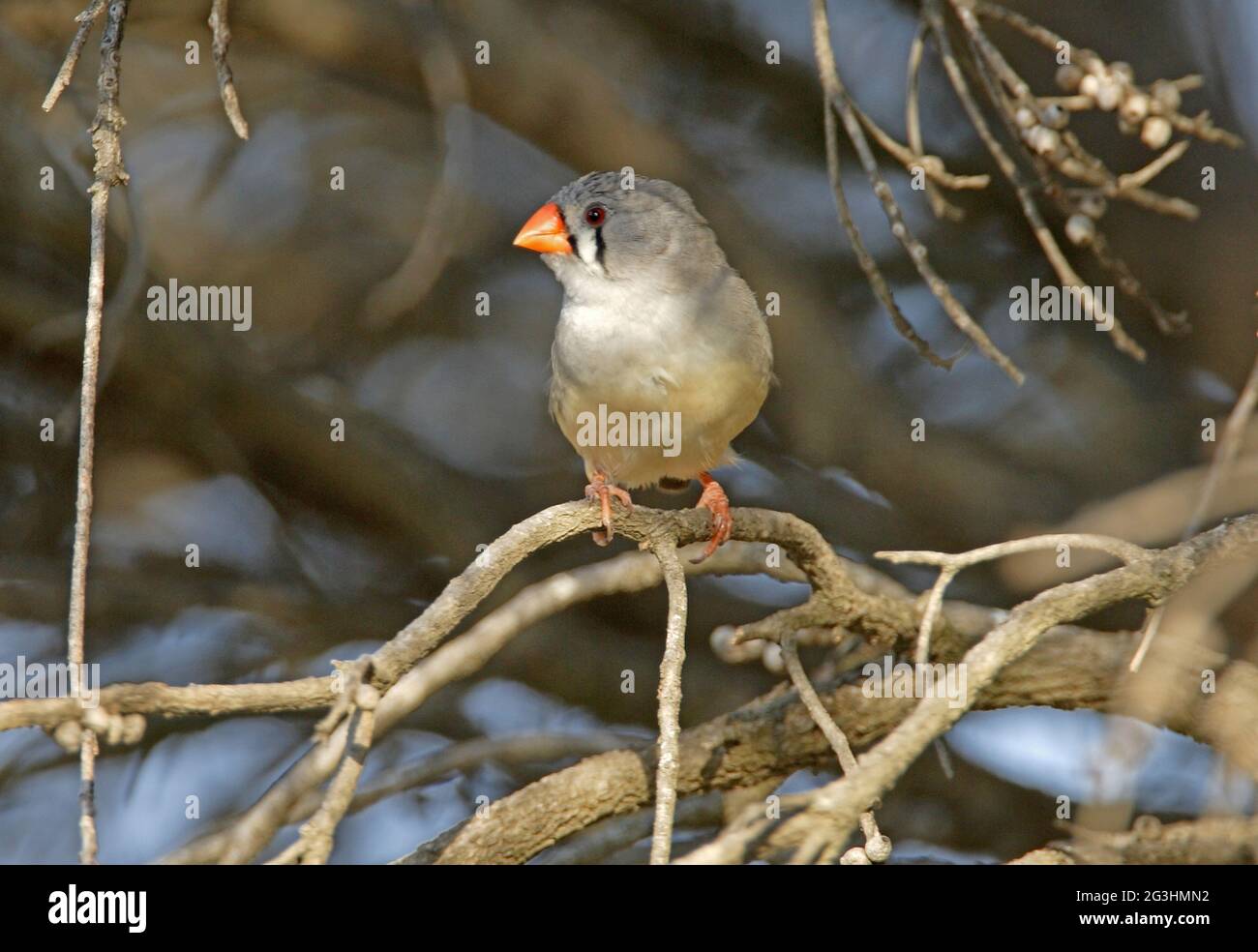 Female Zebra Finch High Resolution Stock Photography and Images - Alamy