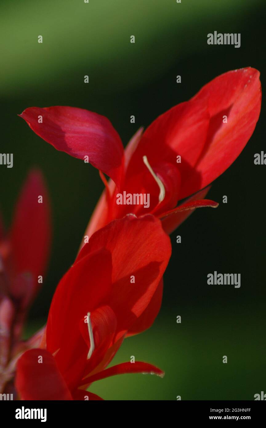 Lirio flower hi-res stock photography and images - Alamy