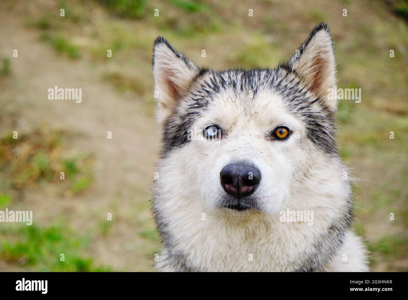 Multicolored eyes hi-res stock photography and images - Alamy