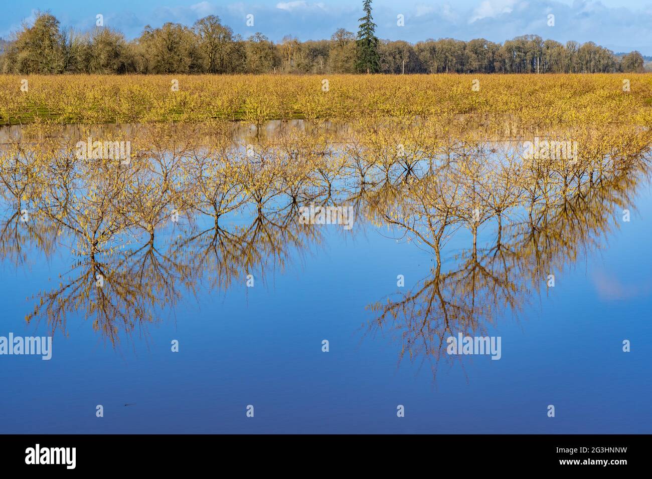 Nut trees hi-res stock photography and images - Alamy