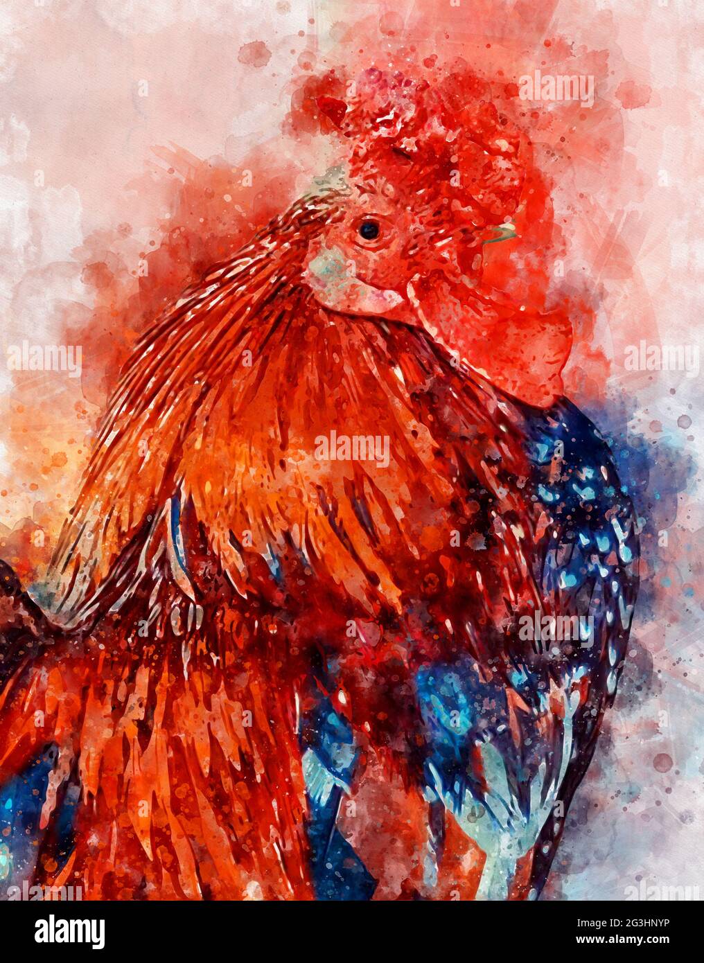 watercolour painting of red blue cockerel Stock Photo - Alamy