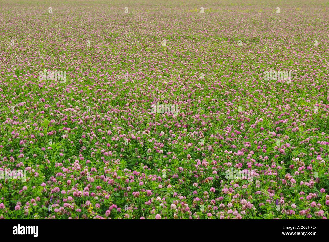 Farming field with flowering clover for animal feed Stock Photo - Alamy