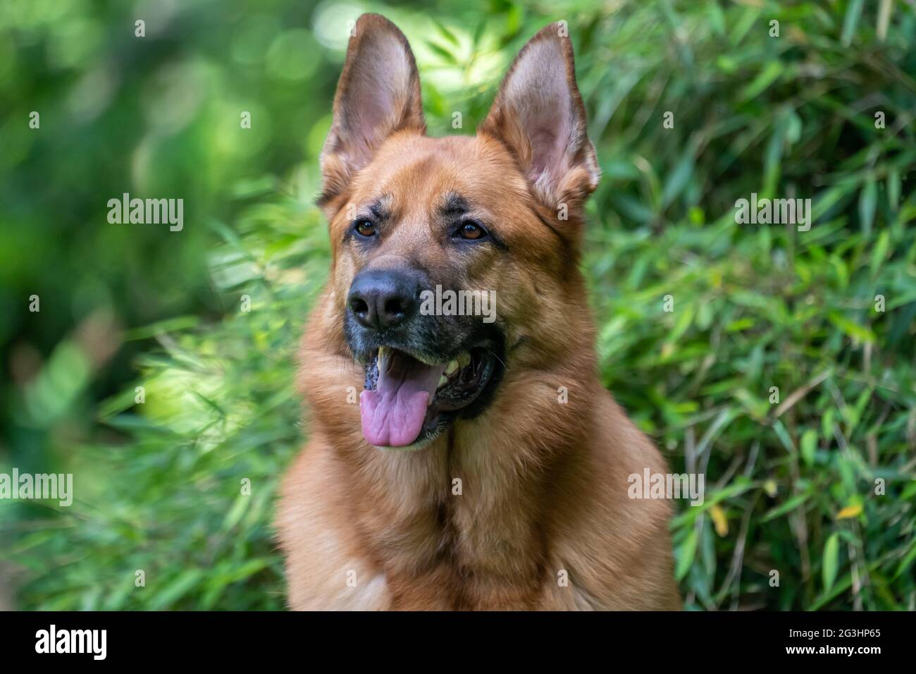 Portrait of a purebred German Sheppard dog Stock Photo - Alamy