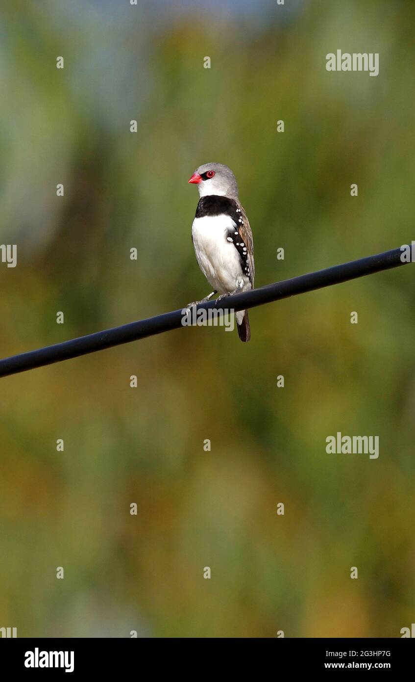Diamond Firetail (Stagonopleura guttata) adult perched on power-line ...