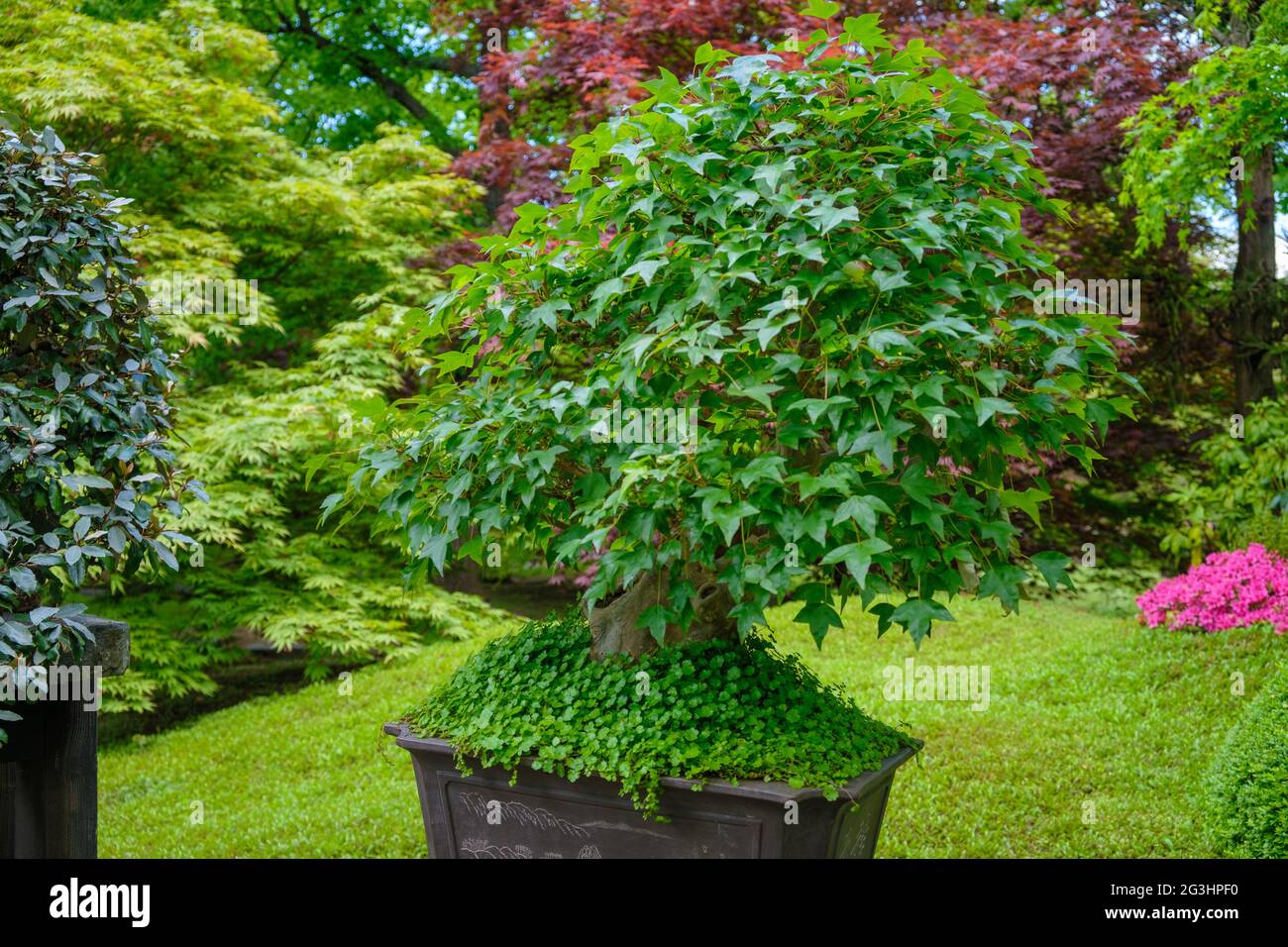 Bonsai miniature japanese bonsai hi-res stock photography and images ... Bonsai miniature japanese bonsai hi-res stock photography and images ...