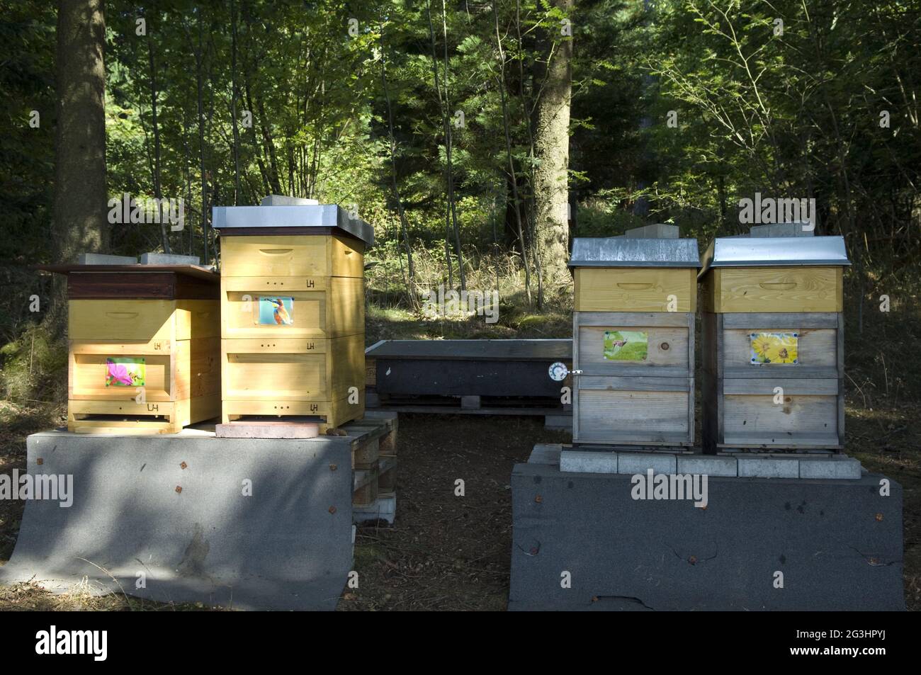 Honeybees, genus Apis Stock Photo - Alamy
