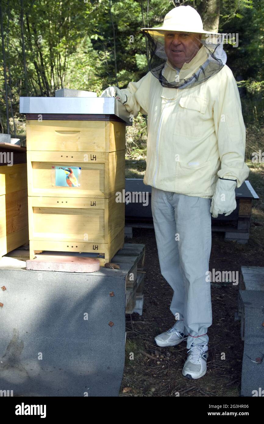 Honeybees, genus Apis Stock Photo - Alamy