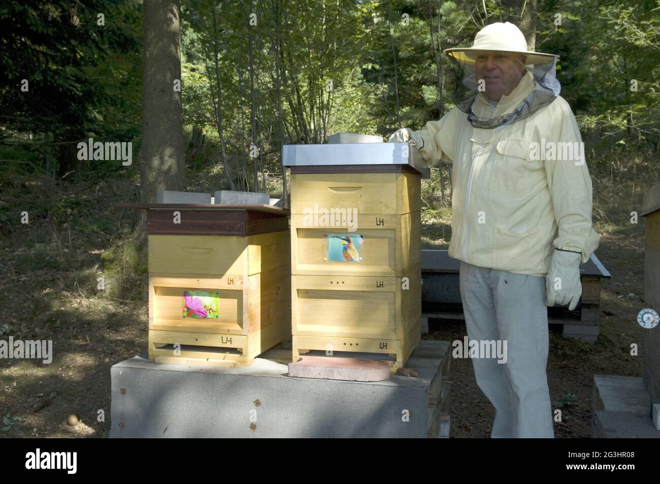 Honeybees, genus Apis Stock Photo - Alamy