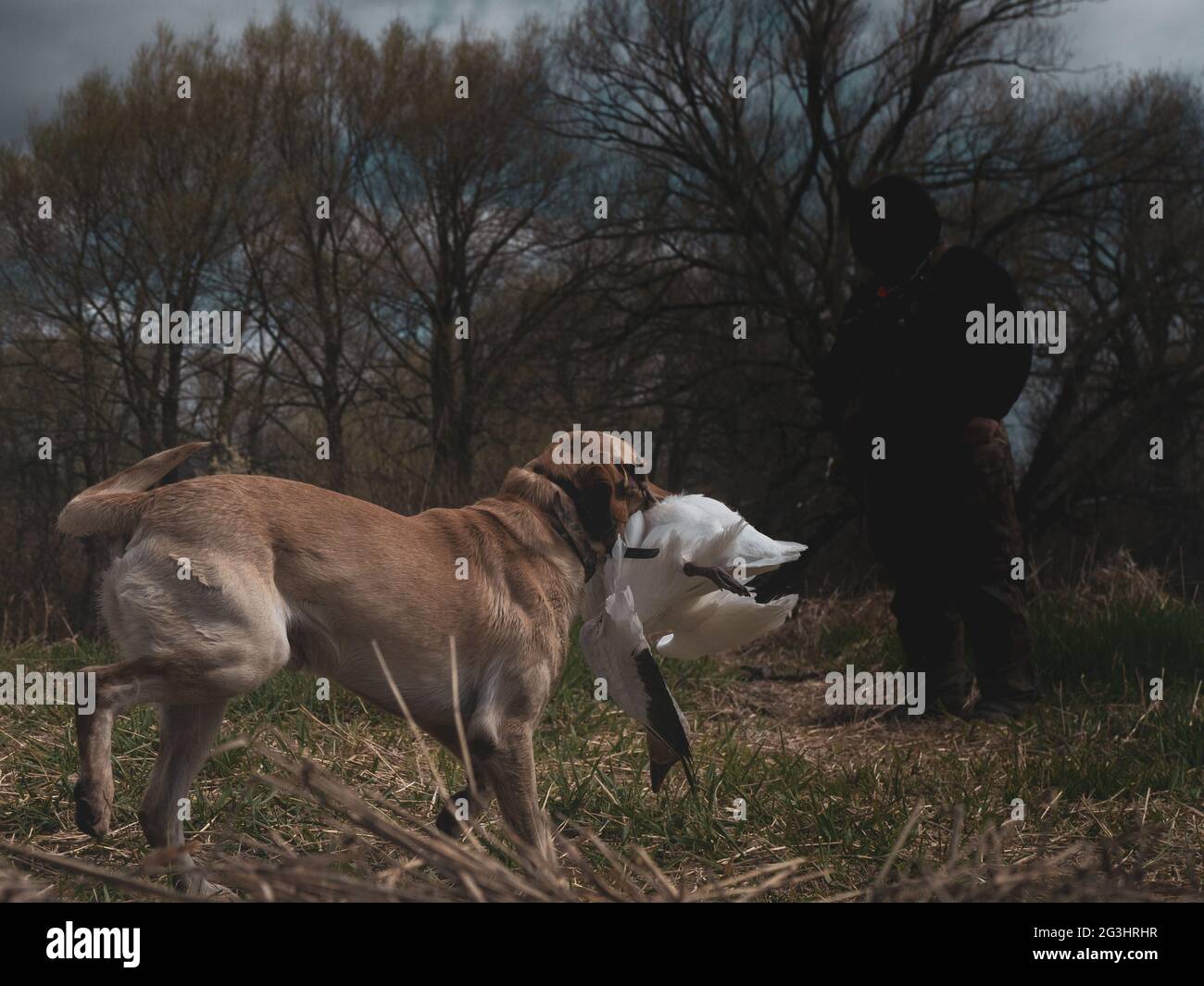 Hunting wild geese ducks snow geese goose hunt Stock Photo - Alamy