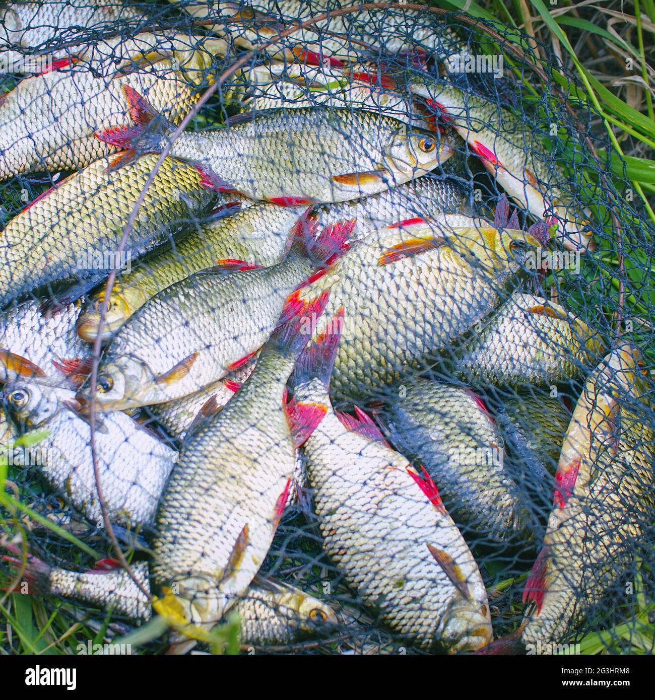 Man caught in a net trap hi-res stock photography and images - Alamy