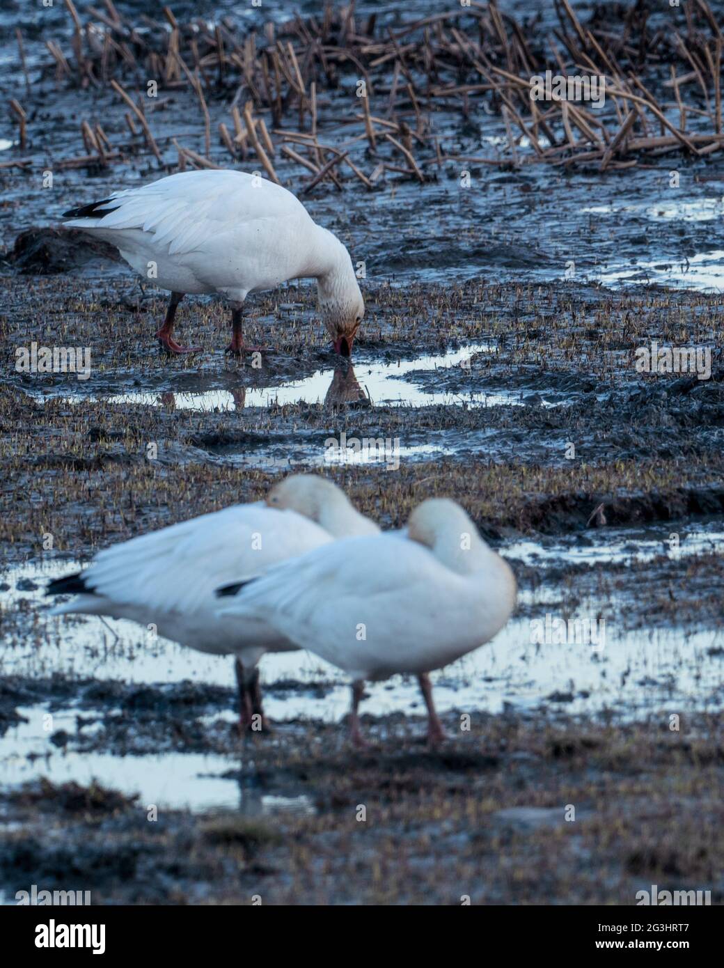 Hunting wild geese ducks snow geese goose hunt Stock Photo - Alamy