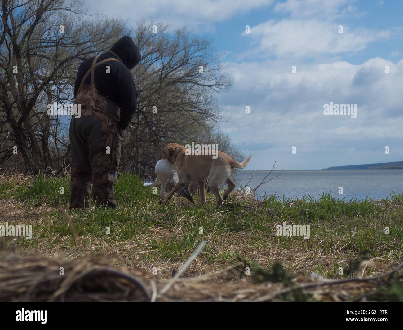 Hunting wild geese ducks snow geese goose hunt Stock Photo - Alamy