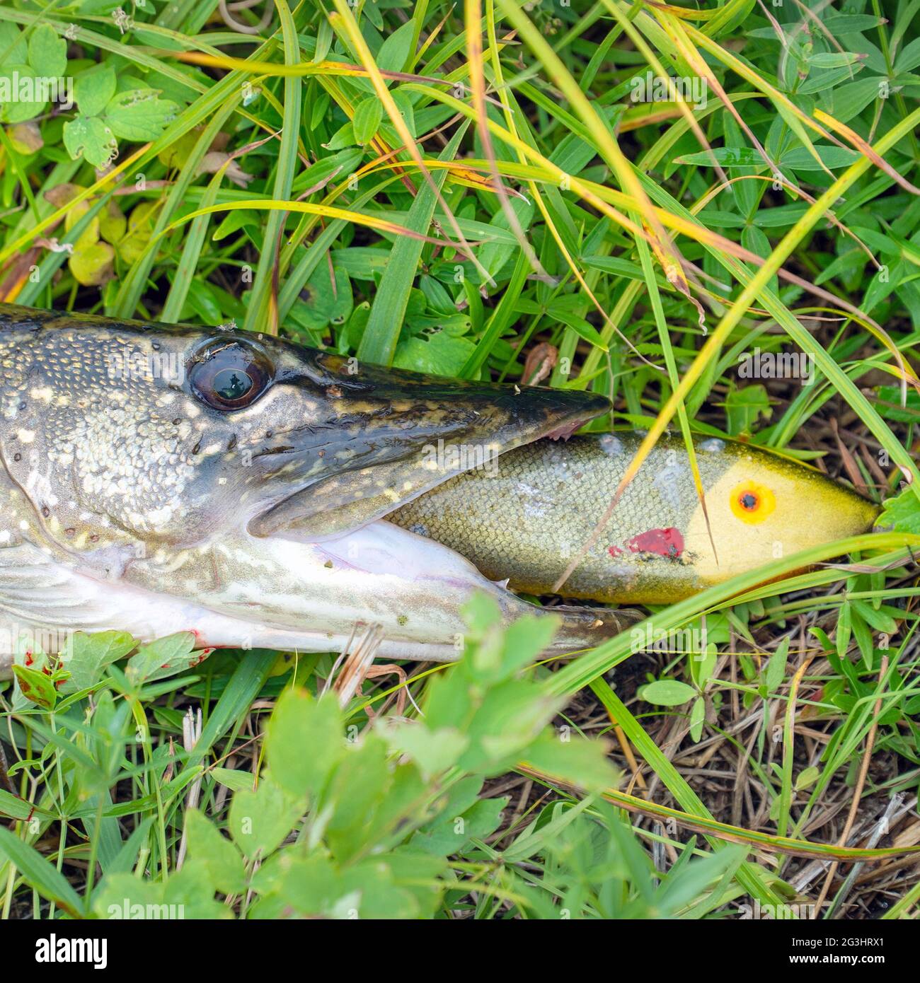 Pike with wobbler or jerkbait in the mouth on grass. Esox Lucius Stock ...