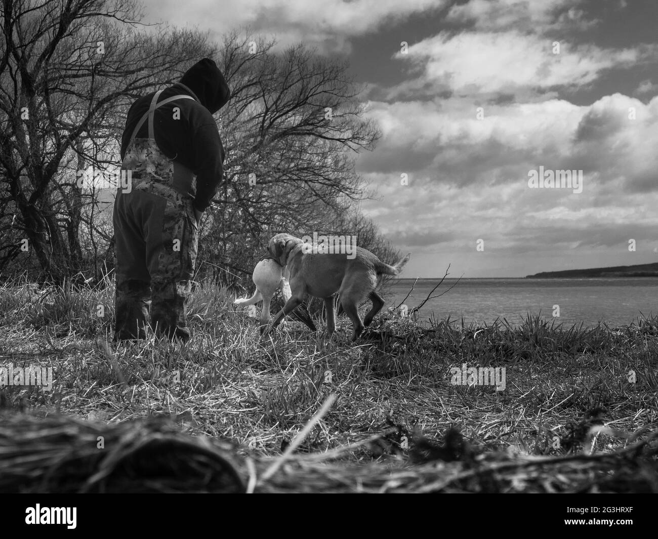 Hunting wild geese ducks snow geese goose hunt Stock Photo - Alamy