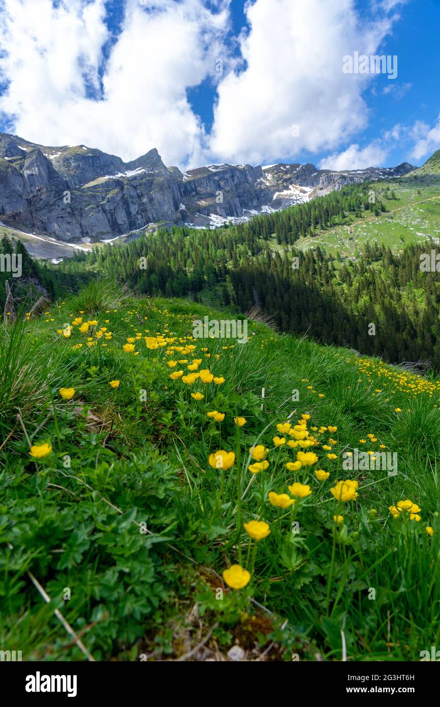 Yellow grass hills blue hi-res stock photography and images - Alamy