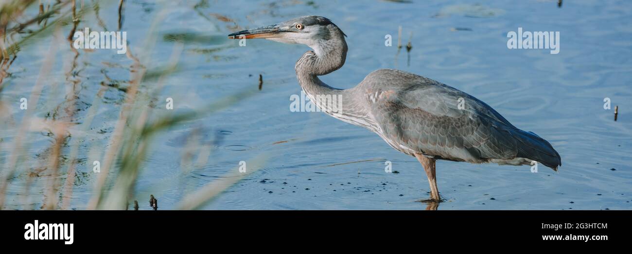 Grey Heron fishing in small pond foraging catching fish in his bill ...