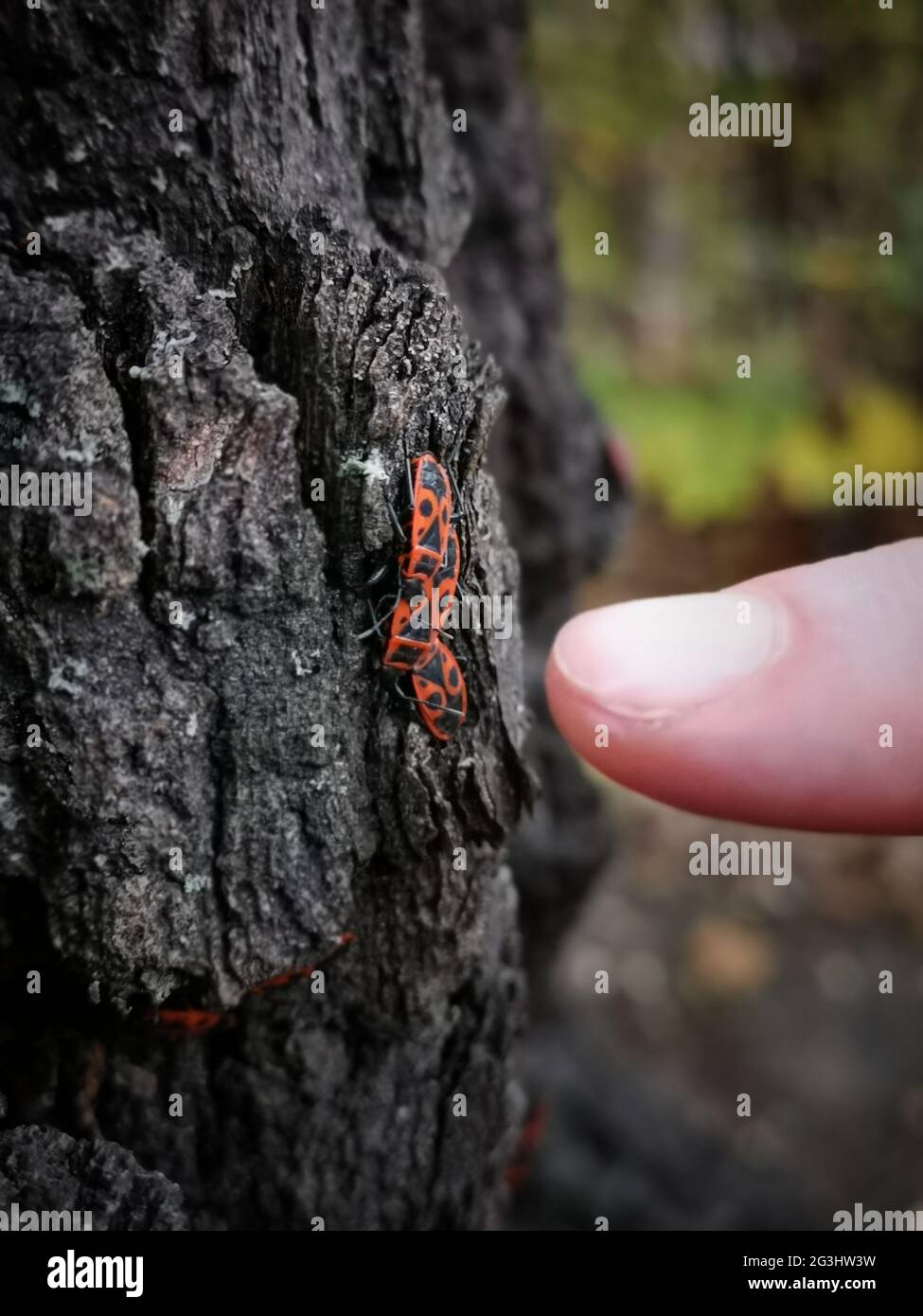 Vertical shot of a male finger pointing at ladybirds on a tree trunk ...