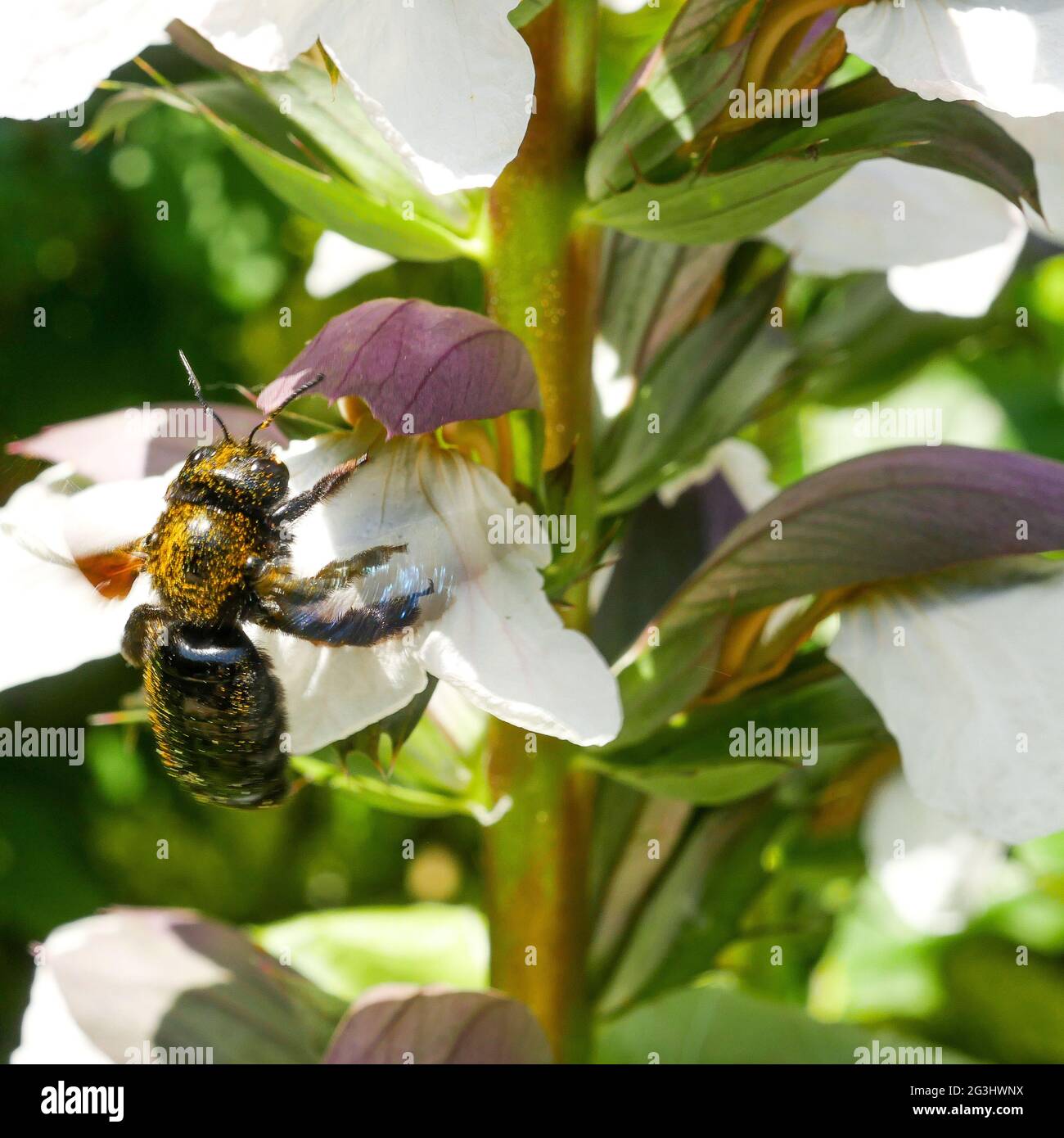 Acanthus flower, Bron, France Stock Photo - Alamy