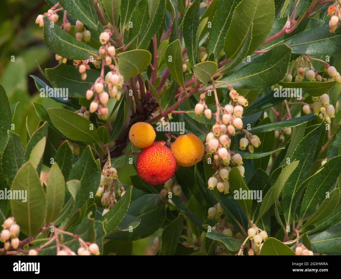 Arbutus leaves hi-res stock photography and images - Alamy