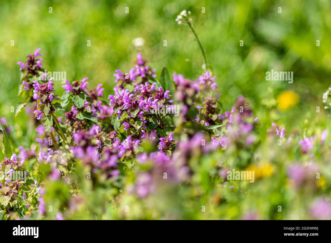 Thymus vulgaris known common hi-res stock photography and images - Alamy