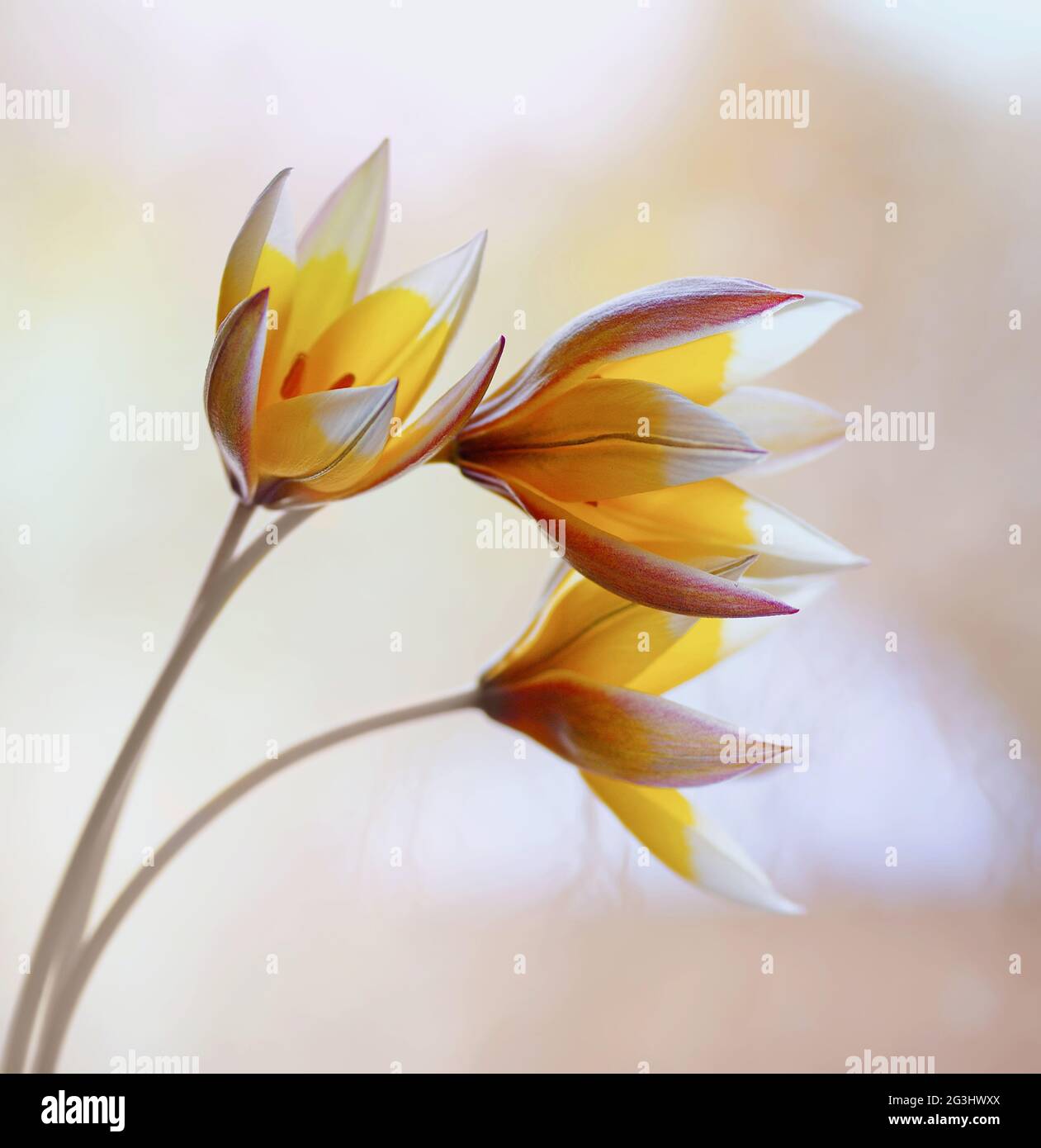 Pastel yellow wallpaper hi-res stock photography and images - Alamy