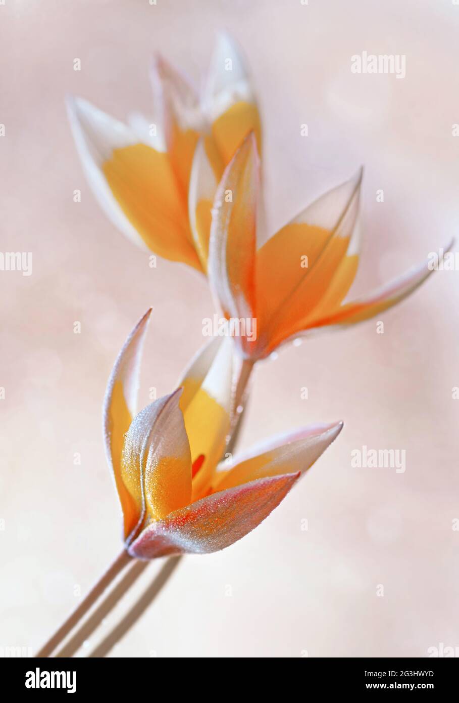 Pastel yellow wallpaper hi-res stock photography and images - Alamy