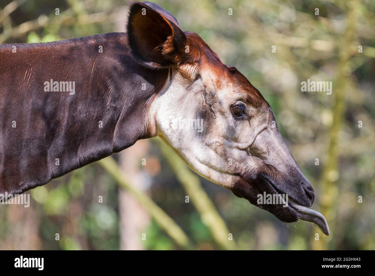 Okapi tongue hi-res stock photography and images - Alamy