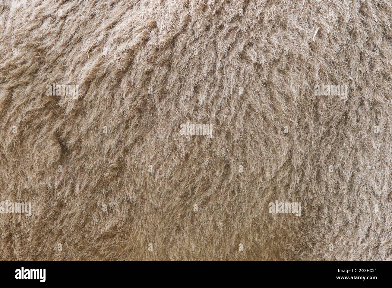 Camel hair fabric hi-res stock photography and images - Alamy