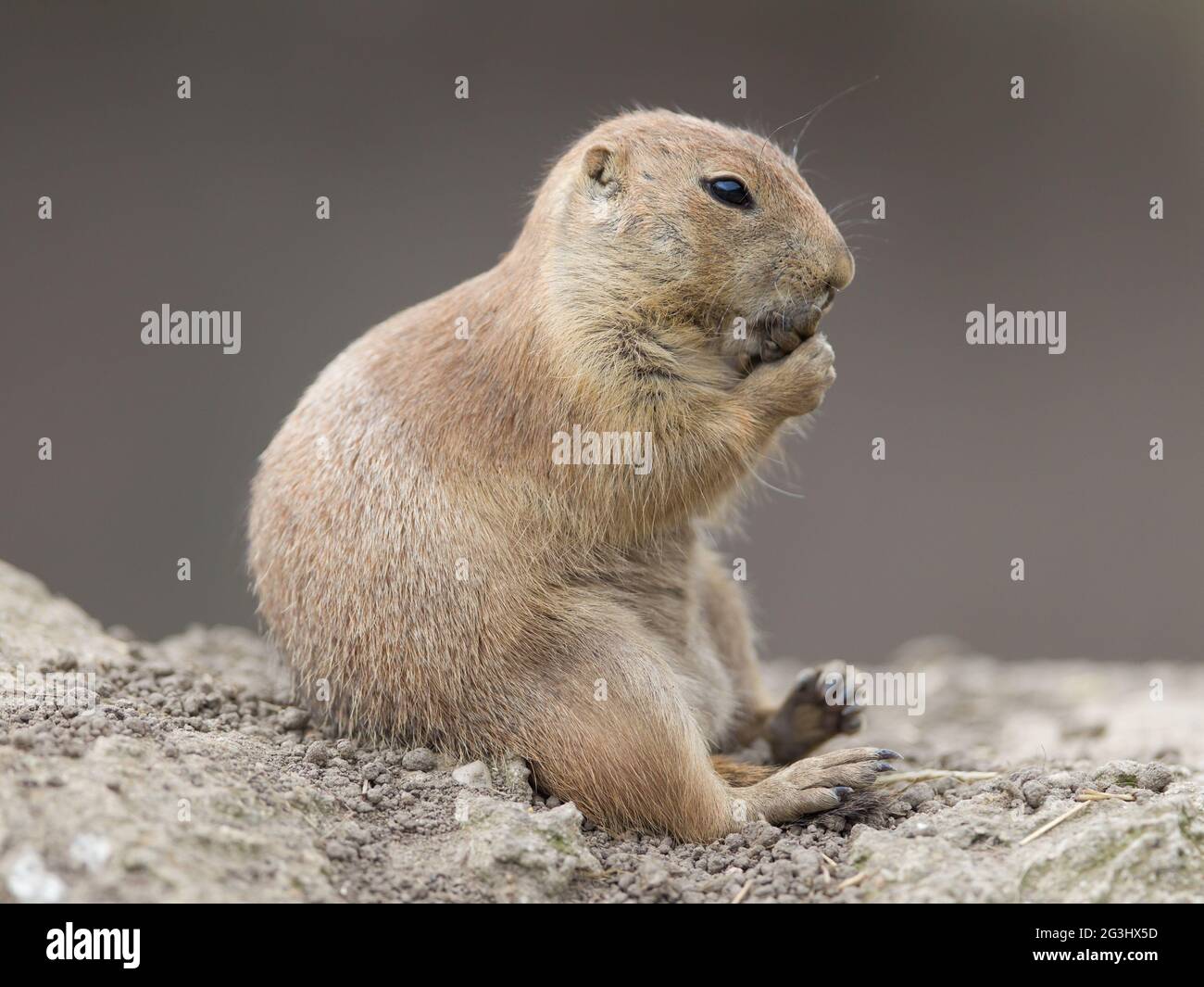 Black tailed prairie dog teeth hi-res stock photography and images - Alamy