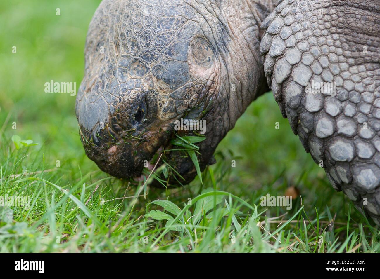 Galapagos giant tortoise eating Stock Photo - Alamy