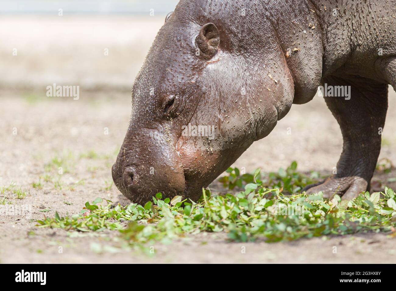 Pygmy hippopotamus (Choeropsis liberiensis Stock Photo - Alamy