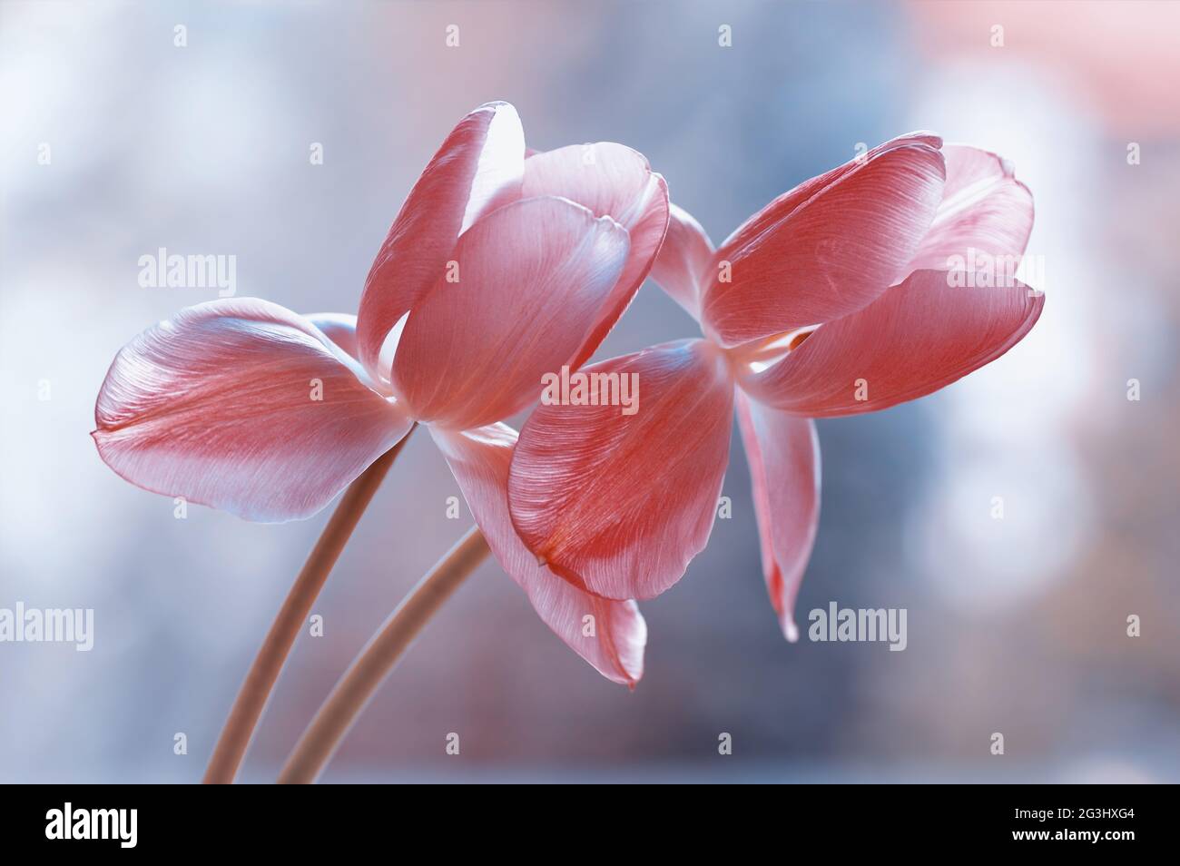 Pink tulips. Spring flowers Stock Photo - Alamy