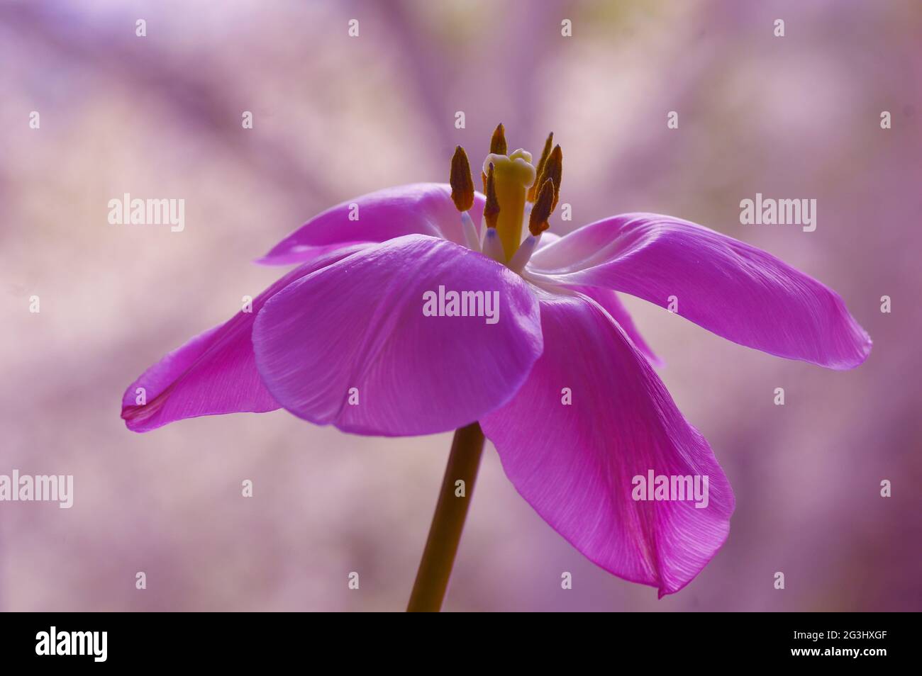 Pink tulips. Spring flowers Stock Photo - Alamy