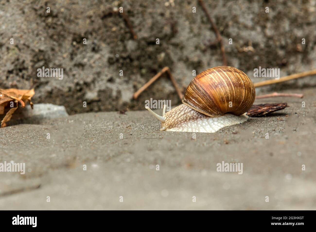 Crawling snail on concrete on a blurred background. Snail shell Stock ...