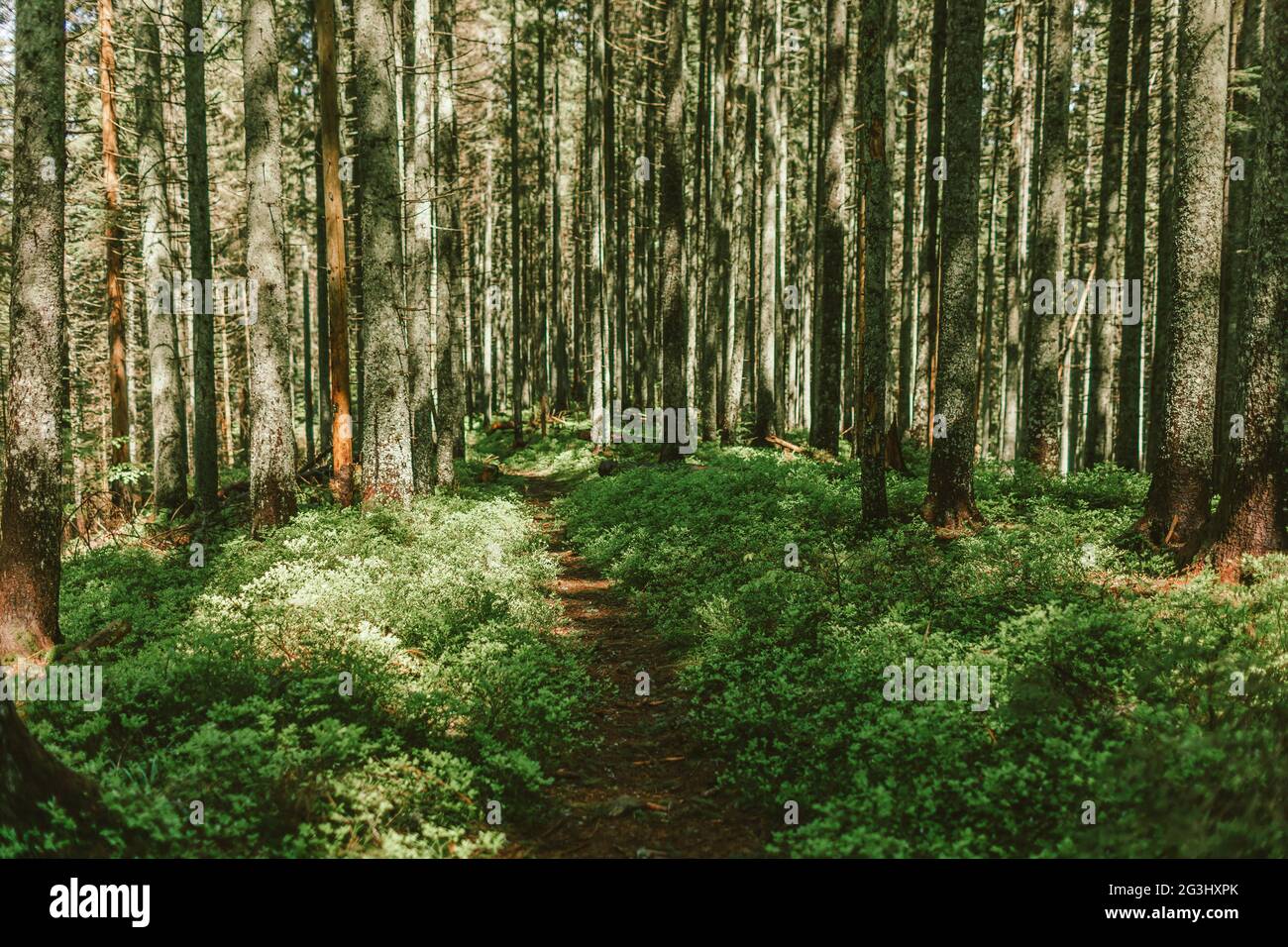 A tree in the middle of a forest Stock Photo - Alamy