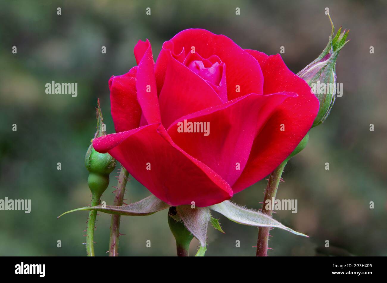 Unopened rose hi-res stock photography and images - Alamy
