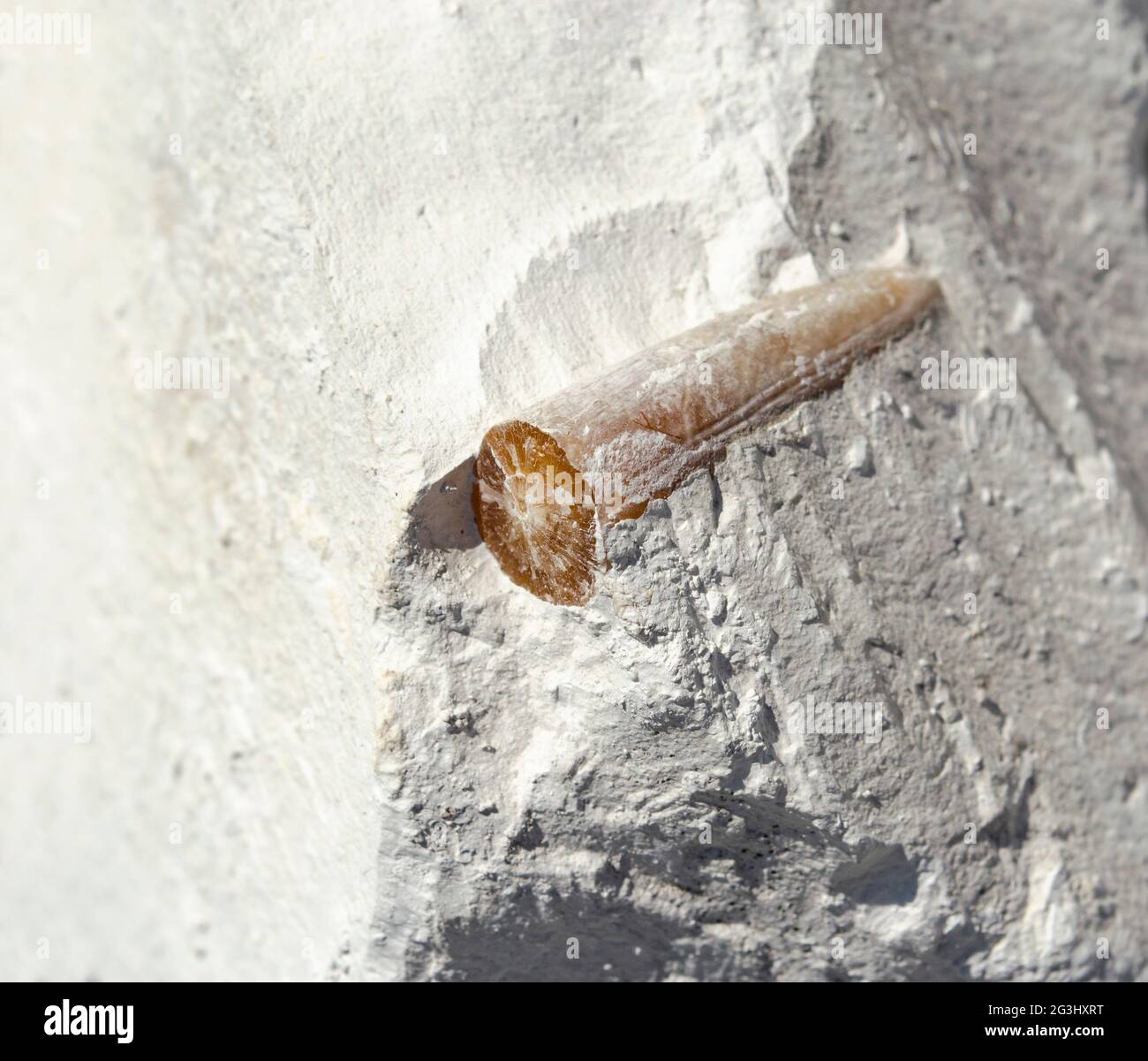Remains of the ancient fossil Belemnite inside in a piece of chalk ...