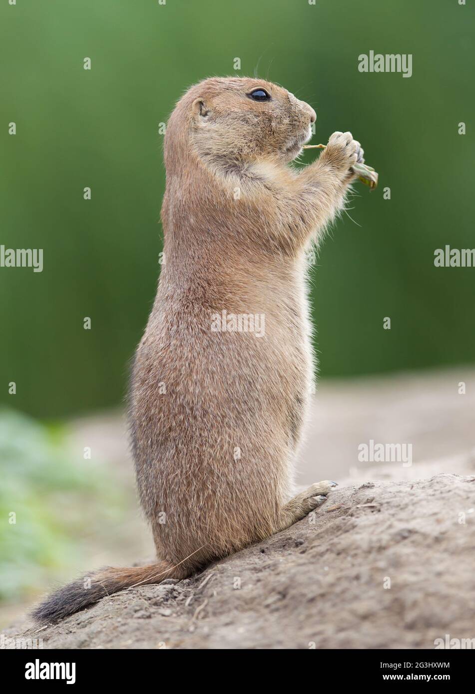 Black tailed prairie dog teeth hi-res stock photography and images - Alamy