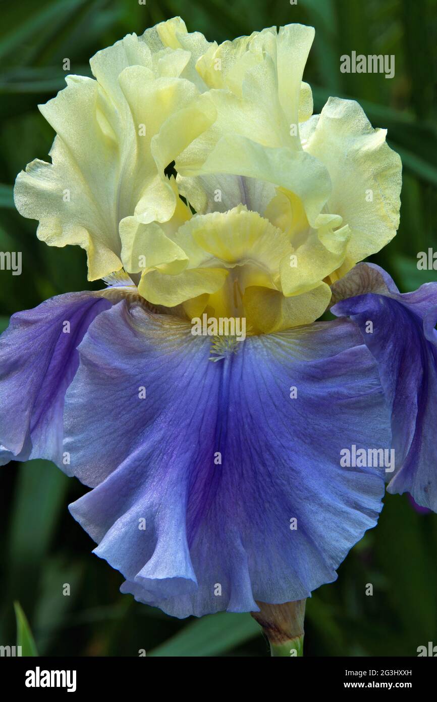 Isolated closeup showing details of colorful bearded iris blossom (Iris ...