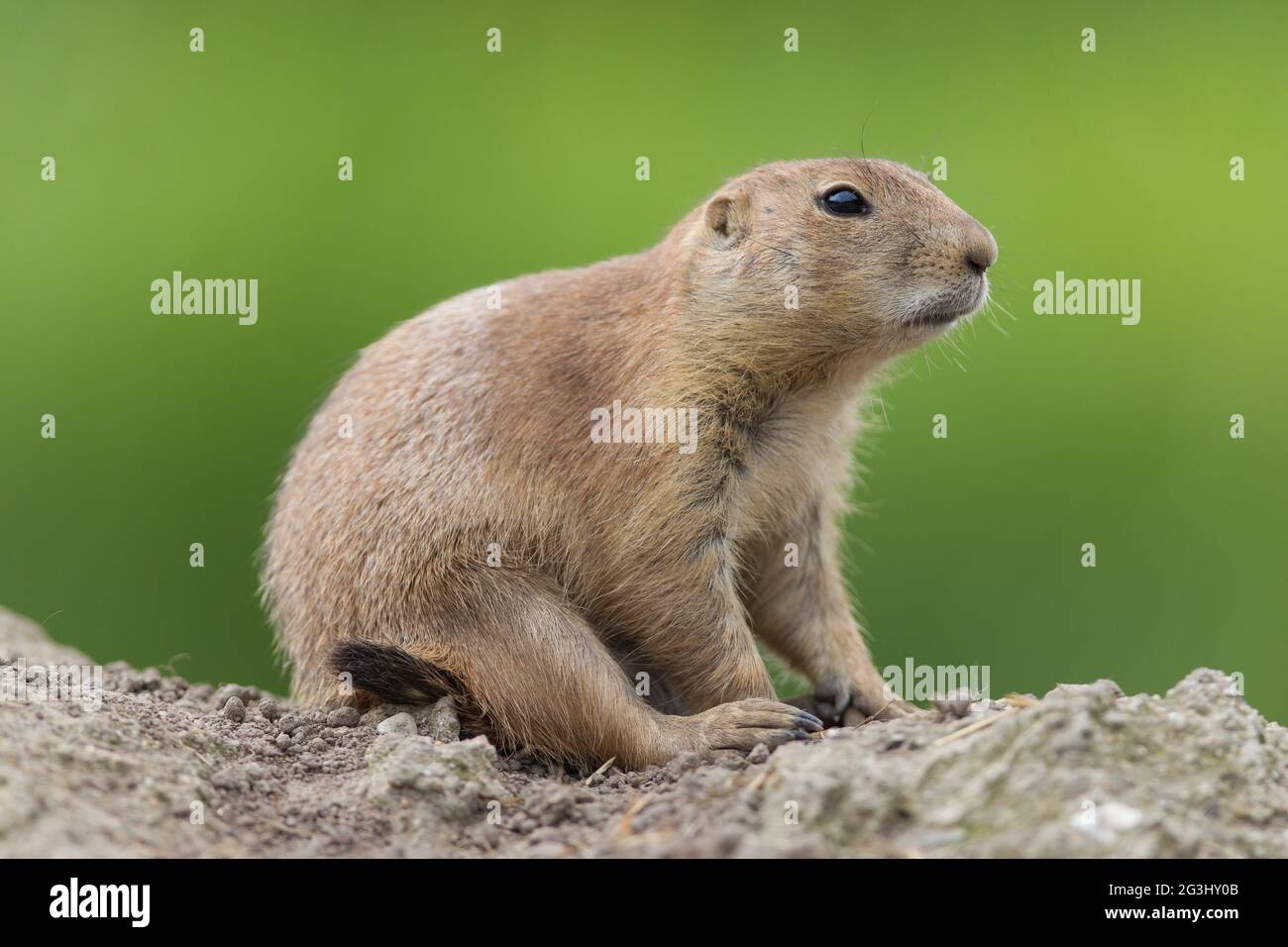 Black tailed prairie dog teeth hi-res stock photography and images - Alamy
