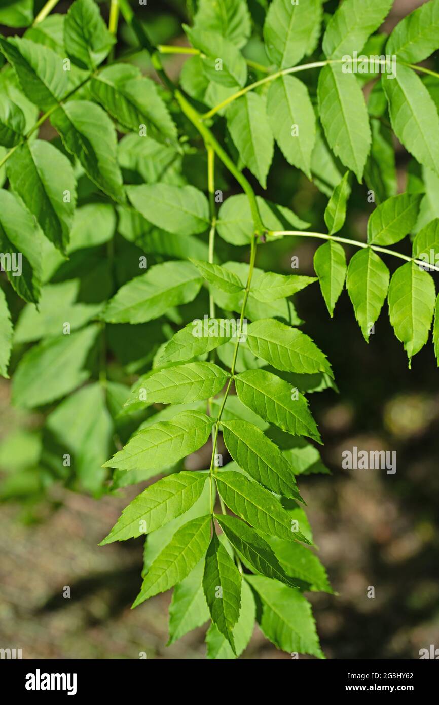 Leaves of the common ash, Fraxinus excelsior Stock Photo - Alamy